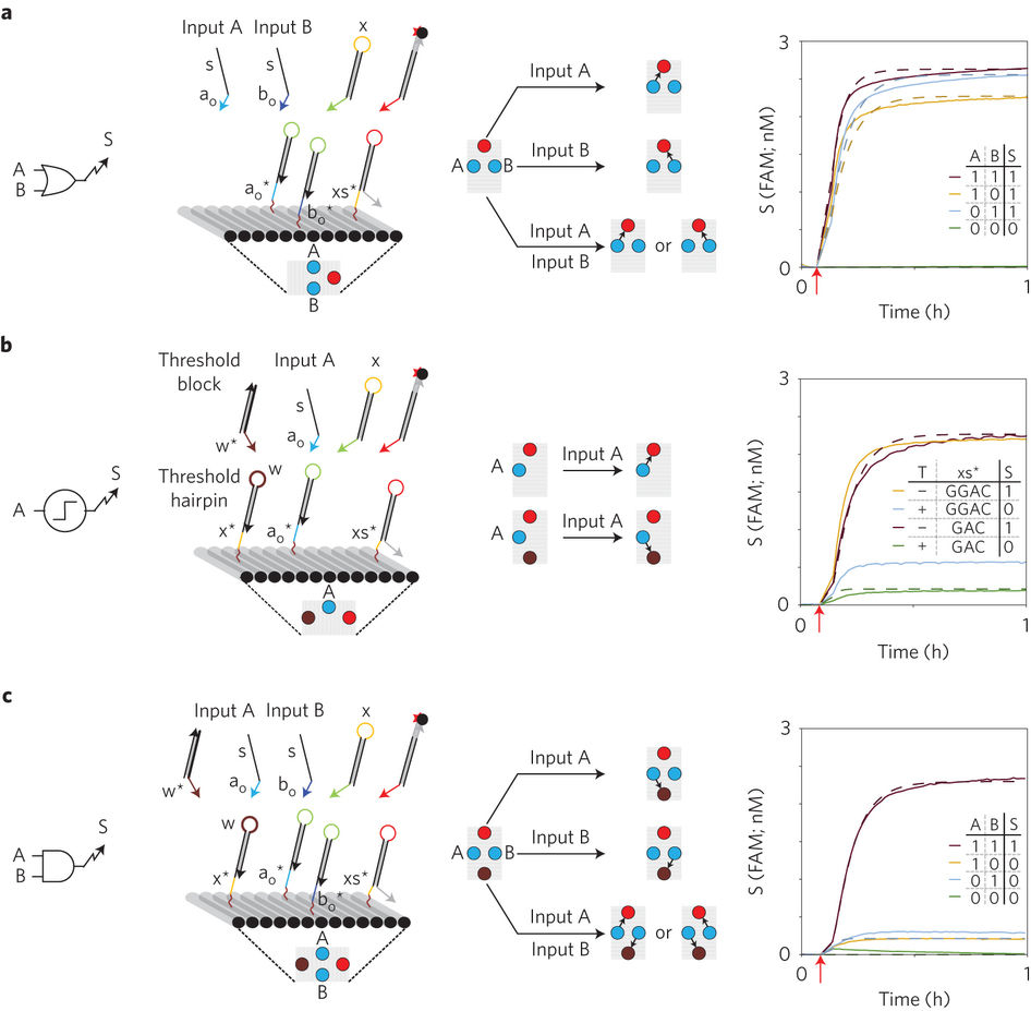 Researchers construct computational circuit boards with DNA | UW ...