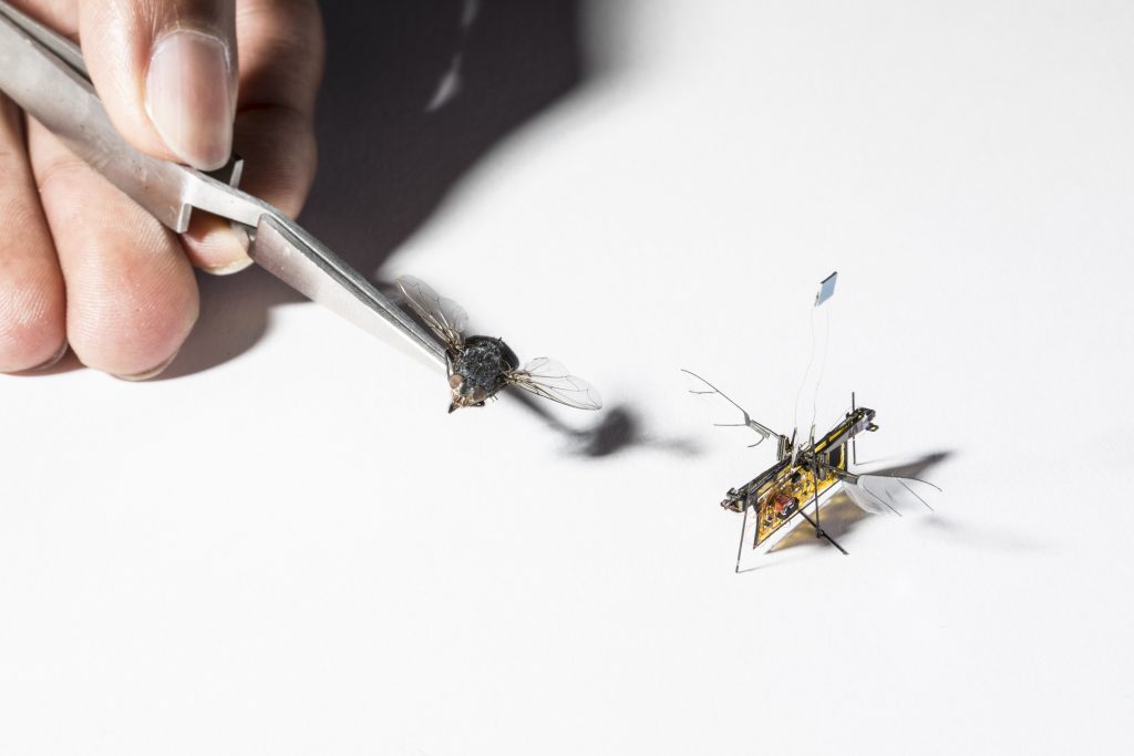The first wireless flying robotic insect takes off | UW Department of ...